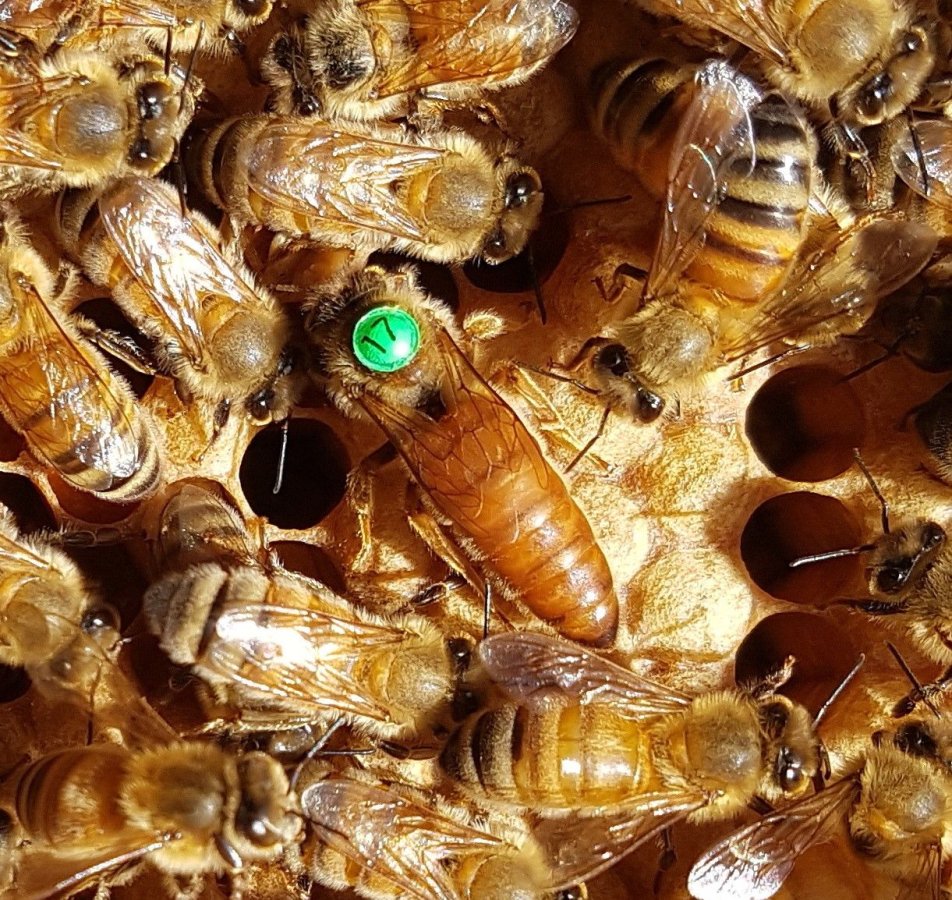 Apimaye 7-Frame Starter Hive, 4 Frames Bees & Rottnest Daughter Queen ...
