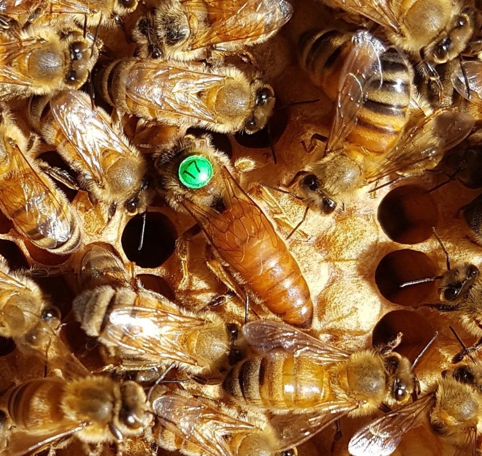 Queen Bees | Queen Bees For Sale In Australia