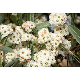 Australian Jarrah Honey TA 35 | Beewise